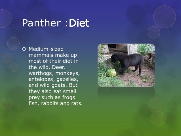Endangered animals panther