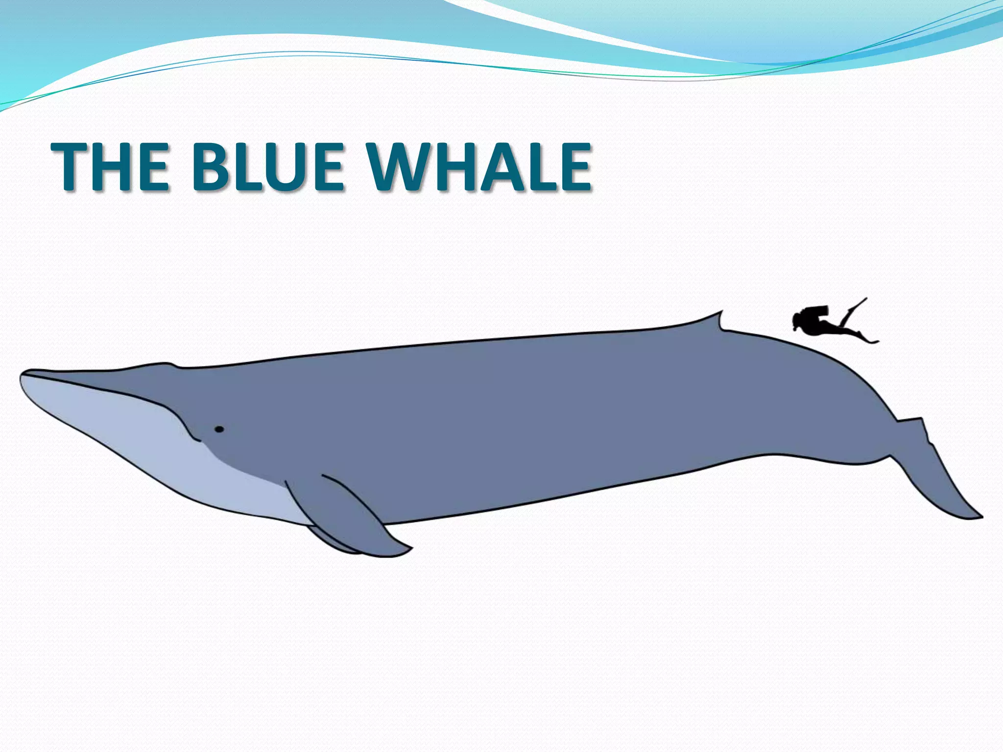 Endangered animal species: Blue Whales | PPTX