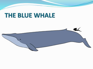 Endangered animal species: Blue Whales | PPTX