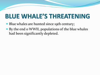Endangered animal species: Blue Whales | PPTX