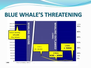 Endangered animal species: Blue Whales | PPTX