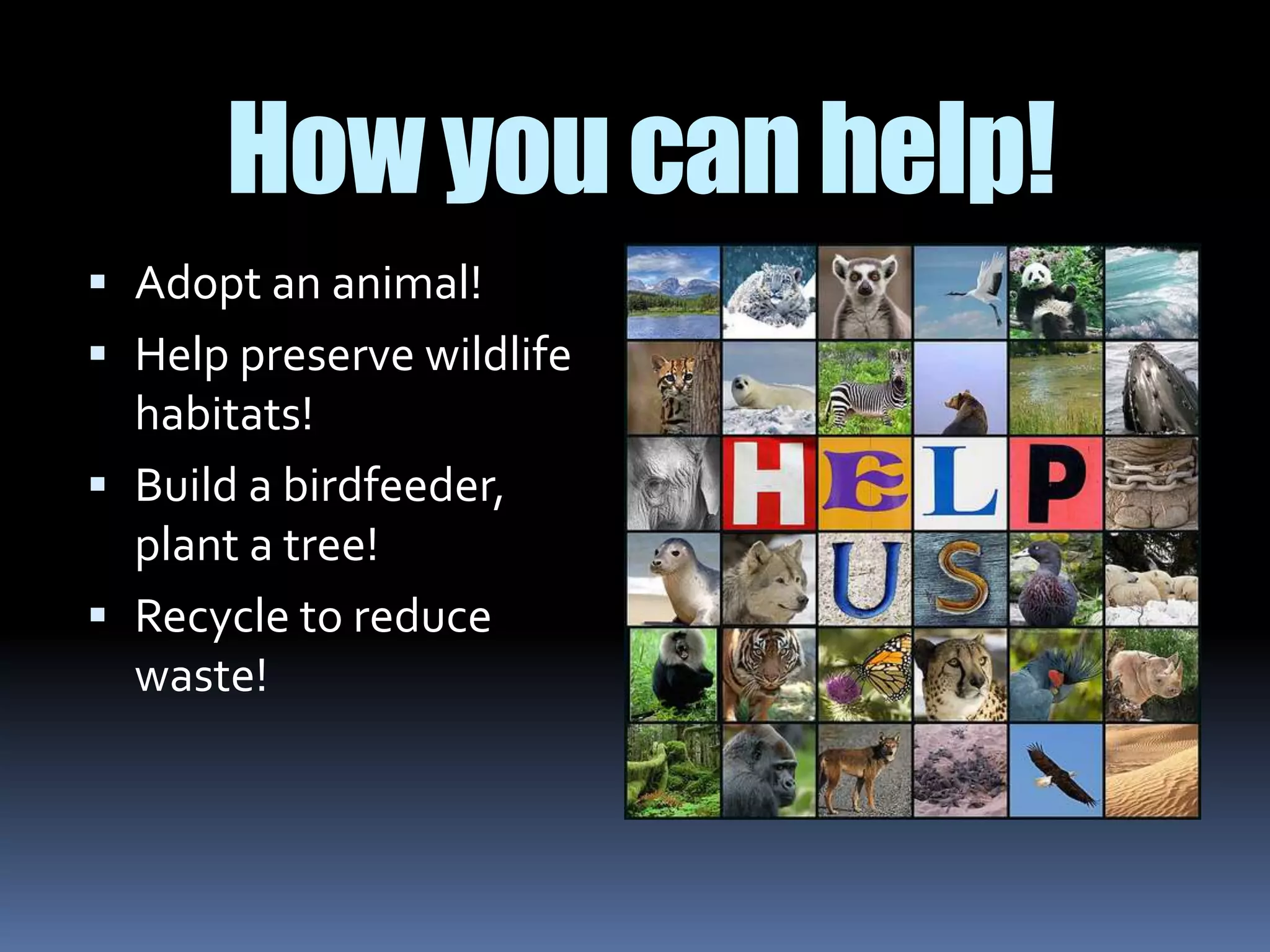 Endangered Animals | PPT