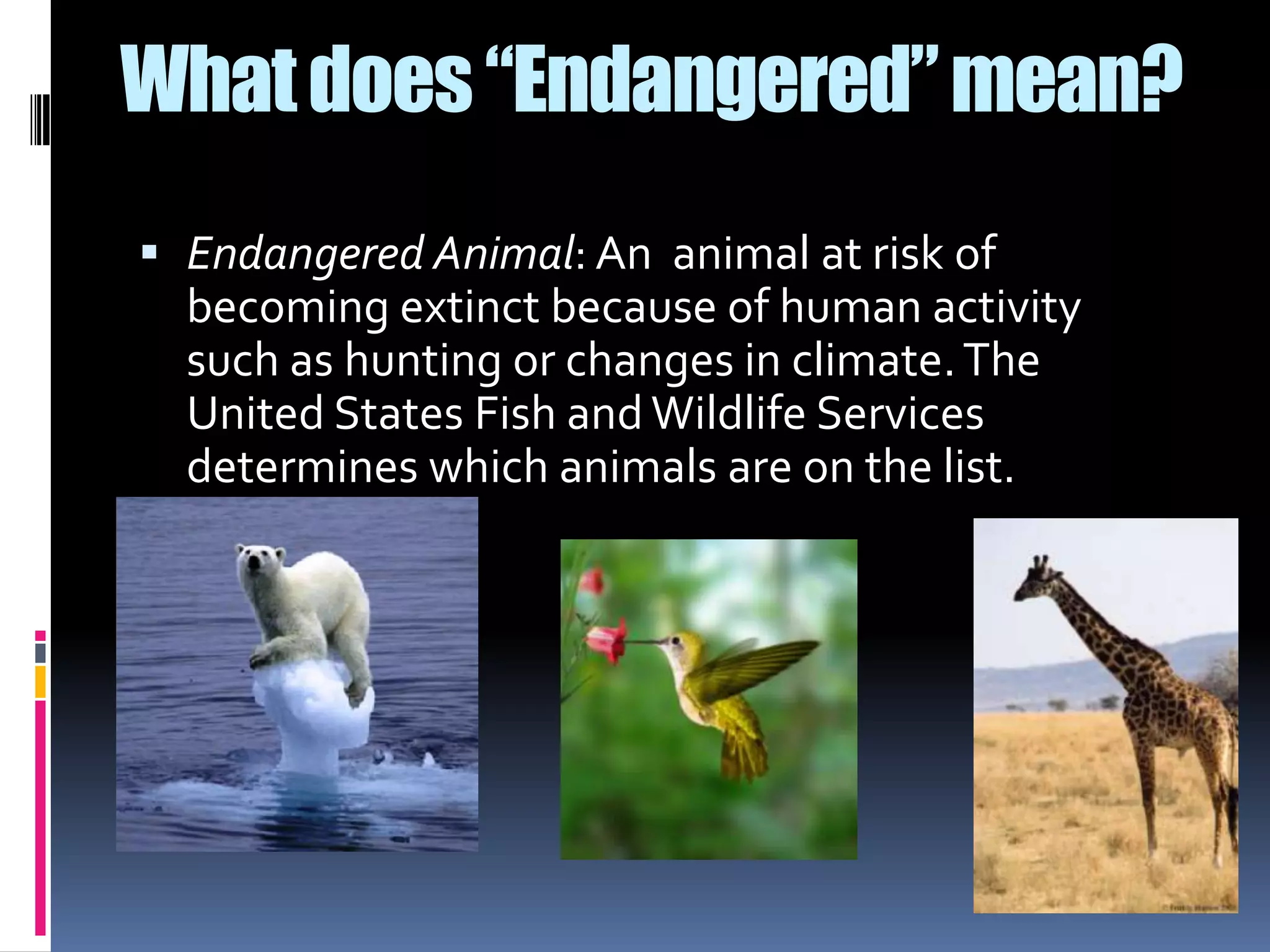 Endangered Animals | PPT