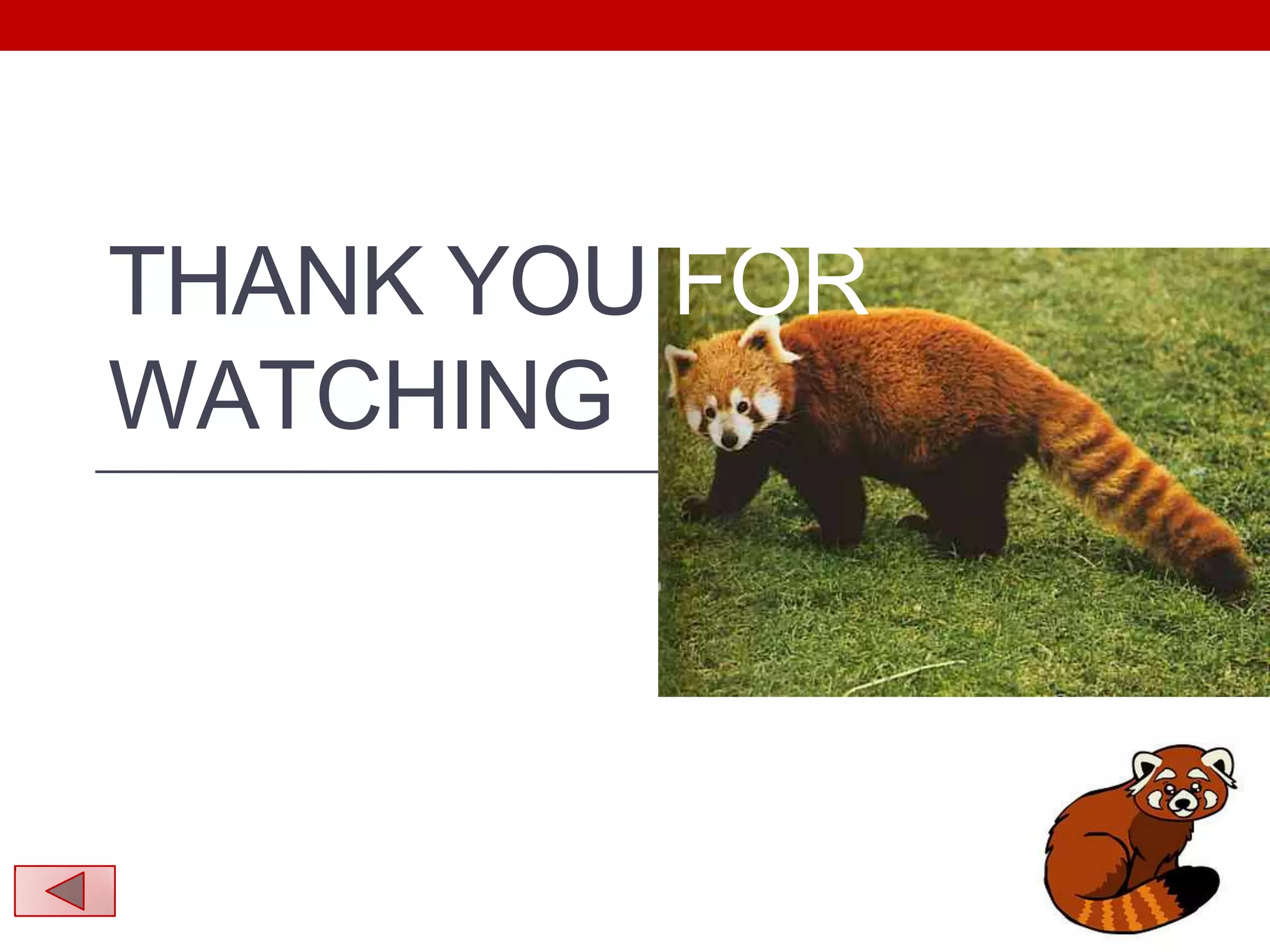 Red panda | PPT