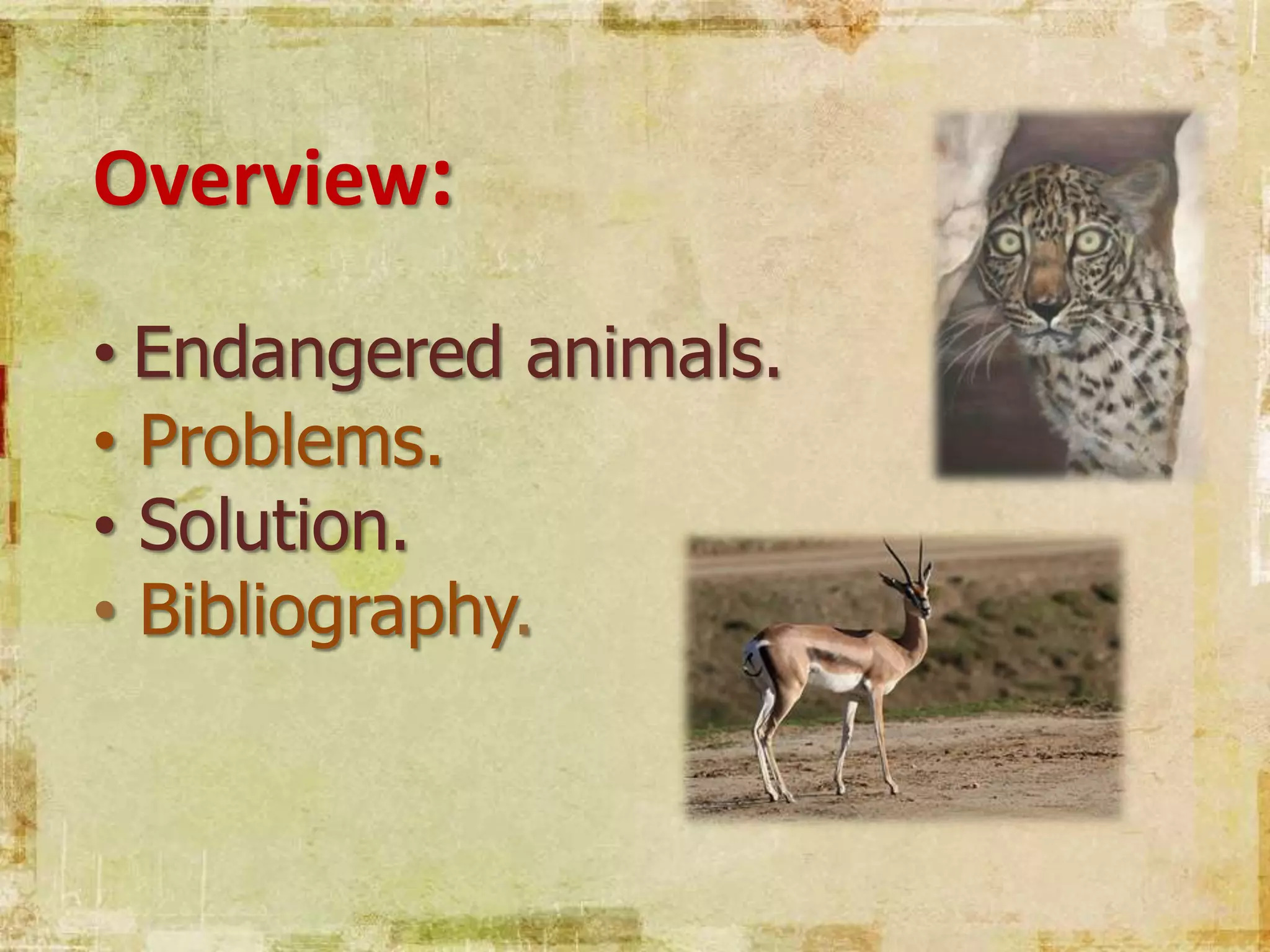 Endangered animals project | PPTX | Environment | Science