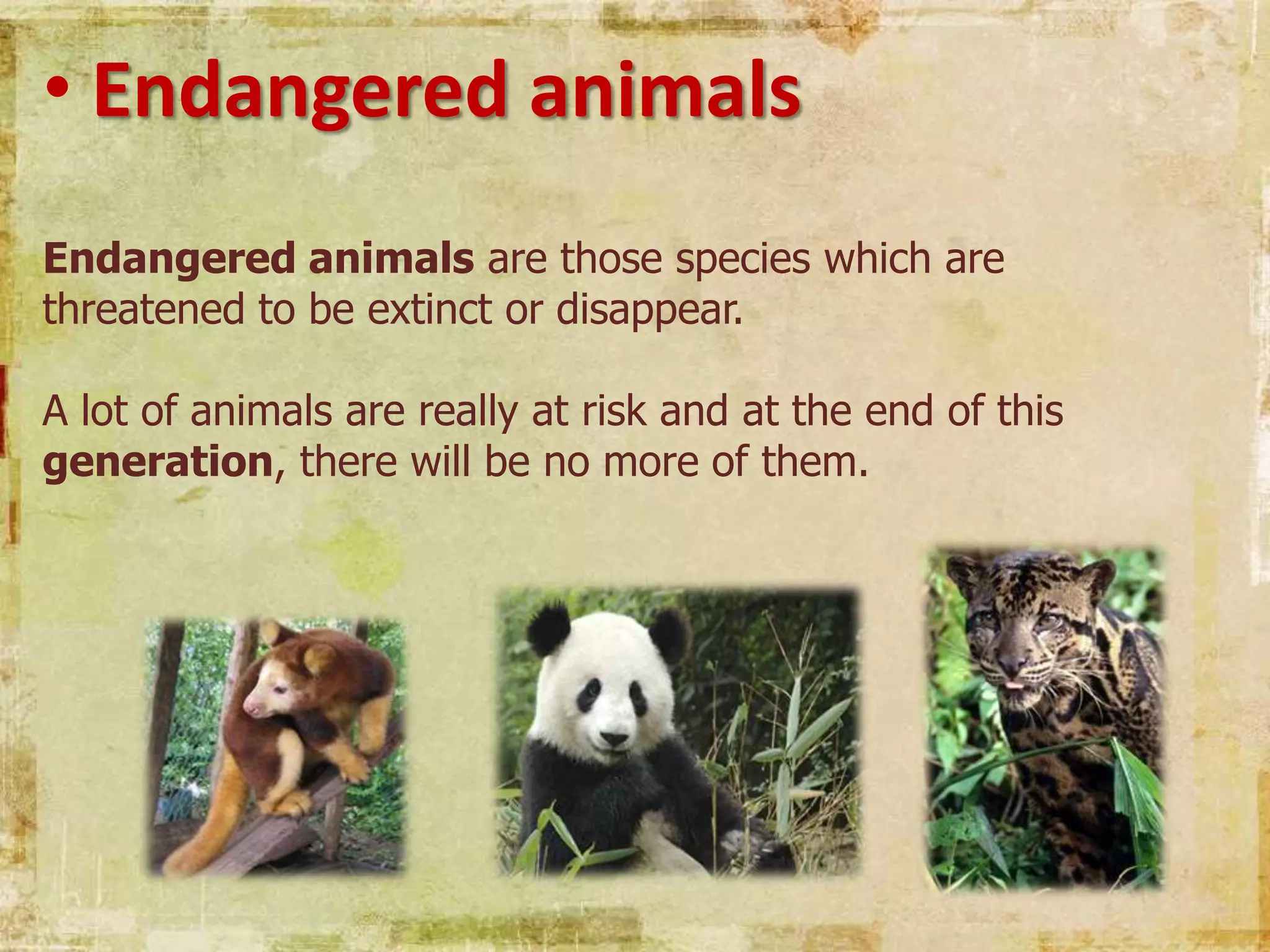 Endangered animals project | PPTX | Environment | Science