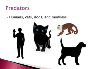 Animal third grade presentation | PPTX