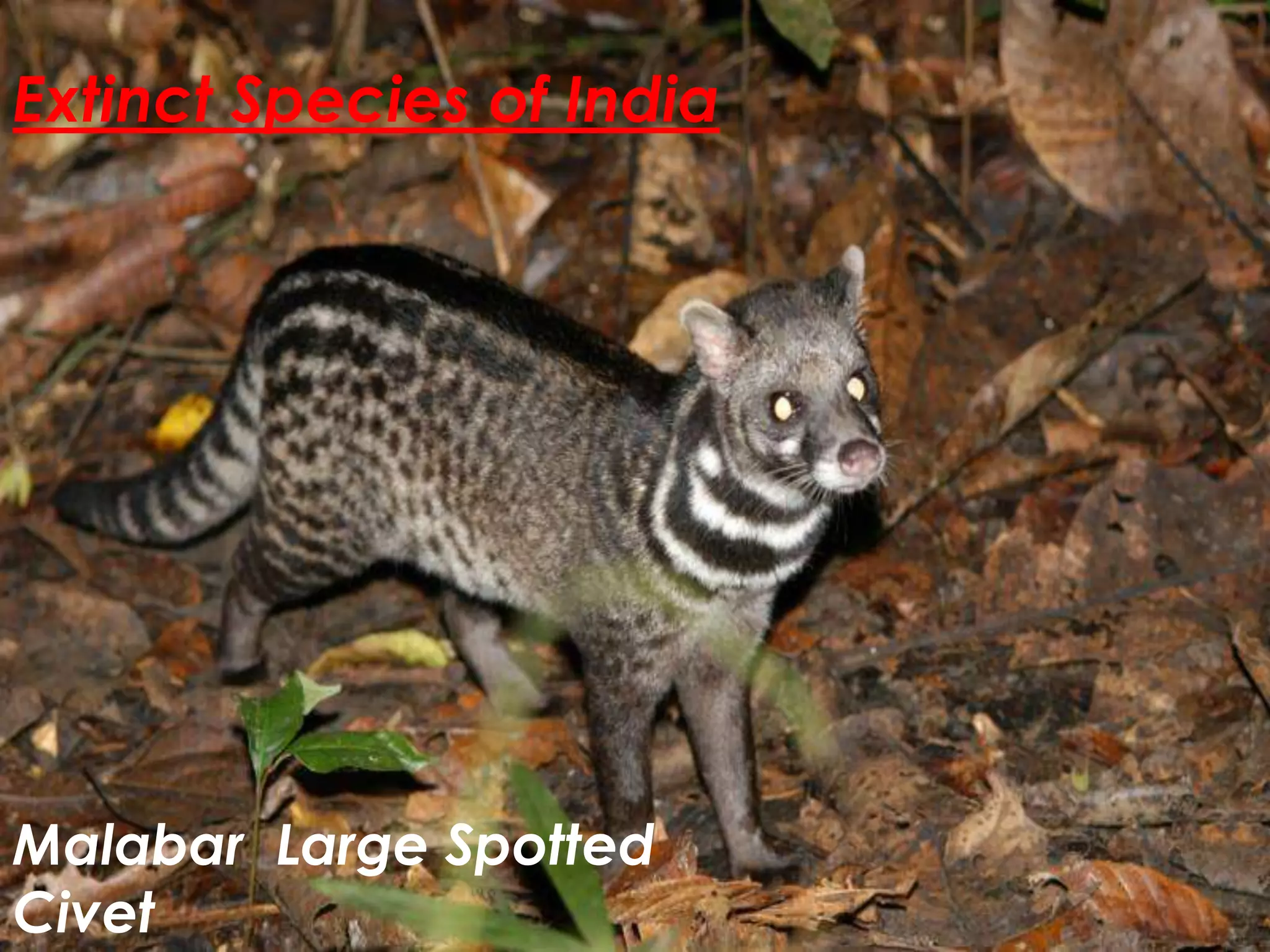 Endangered & extinct species of animals found in India | PPTX