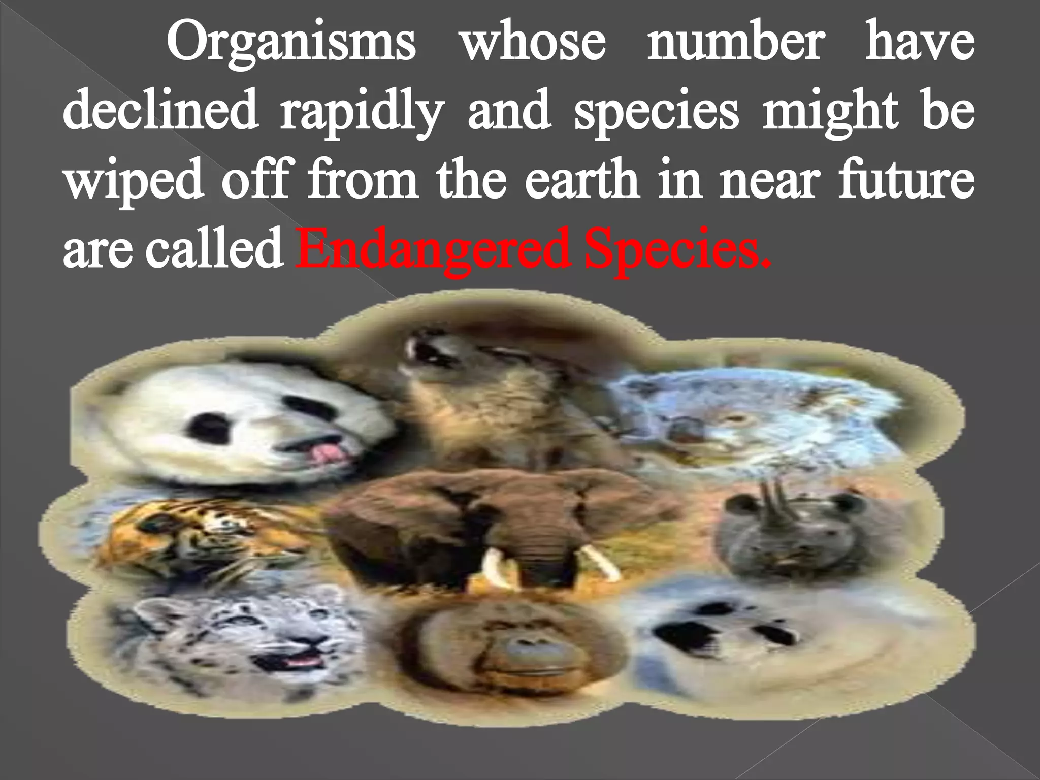 Endangered & extinct species of animals found in India | PPTX