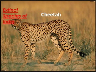 Endangered & extinct species of animals found in India | PPTX