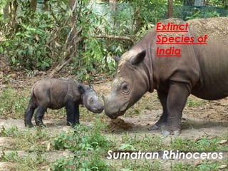 Endangered & extinct species of animals found in India | PPTX