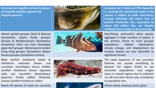 Endangered fish species of the world and India by B.pdf