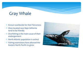 Endangered marine life allie carlson | PPTX