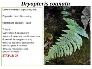Pteridophytes Examples