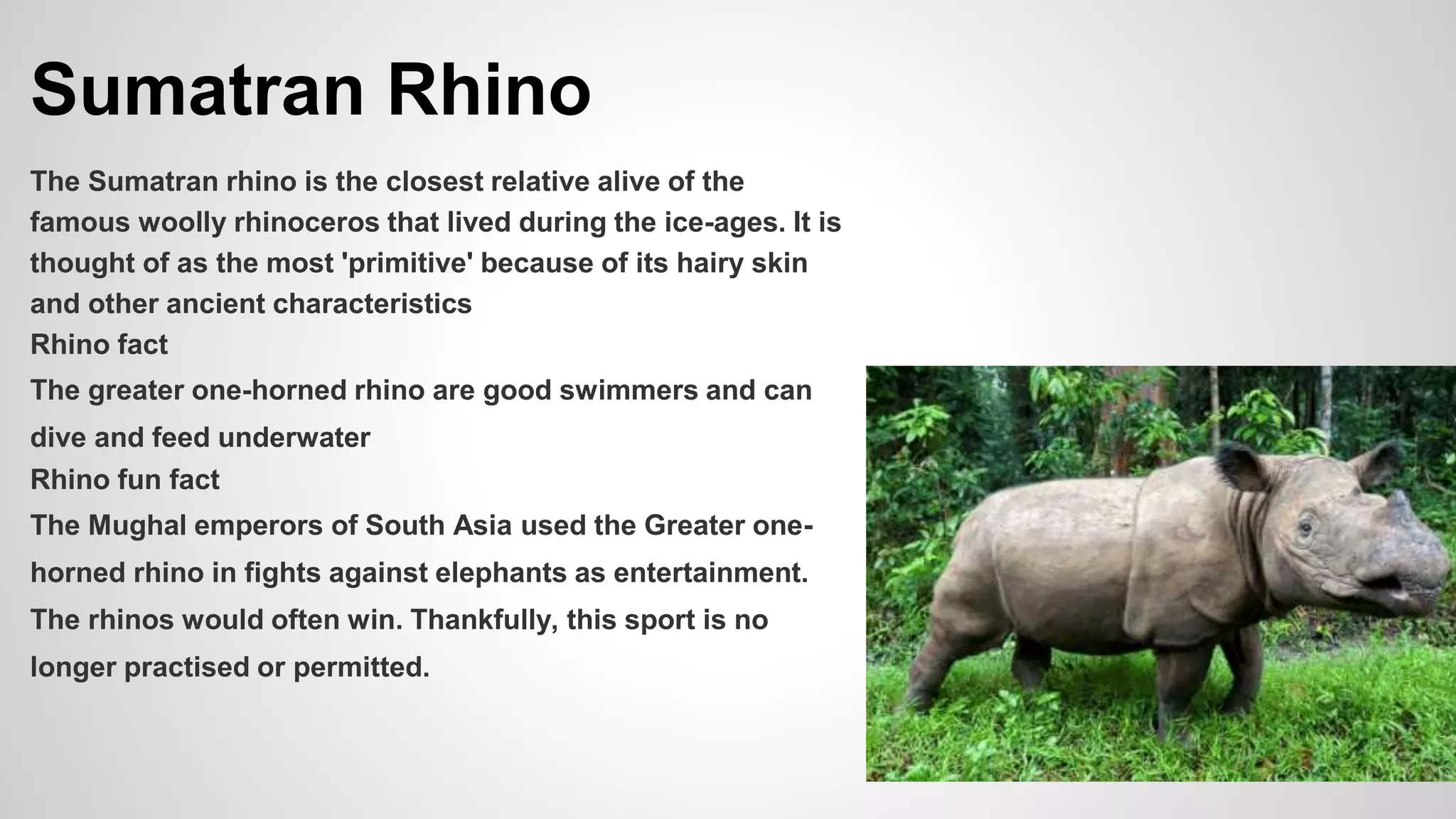 Endangered rhino by Jovana | PPTX