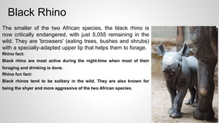 Endangered rhino by Jovana | PPTX