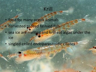 Endangered sea animals | KEY