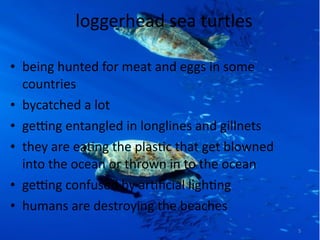 Endangered sea animals | KEY