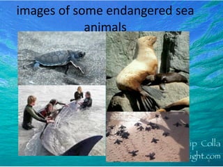 Endangered sea animals | KEY