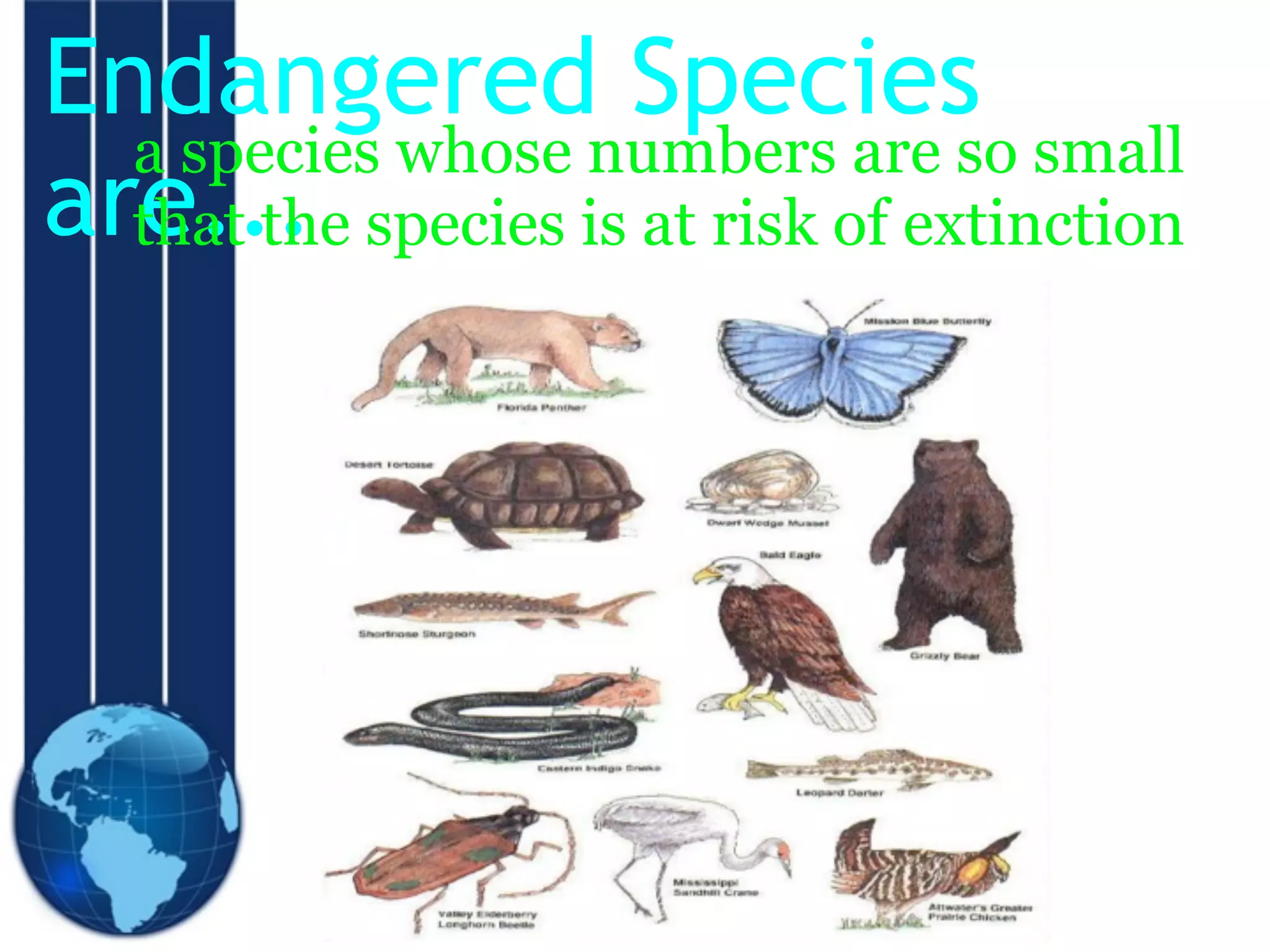 Endangered Species | KEY