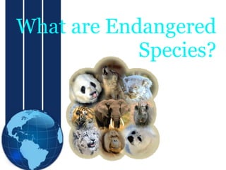 Endangered Species | KEY