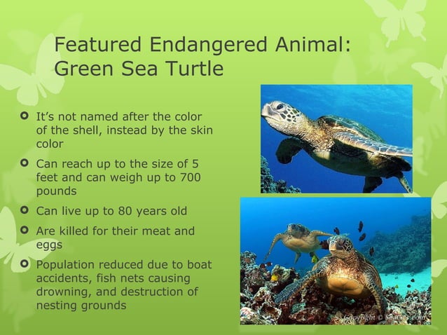 Endangered species | PPT