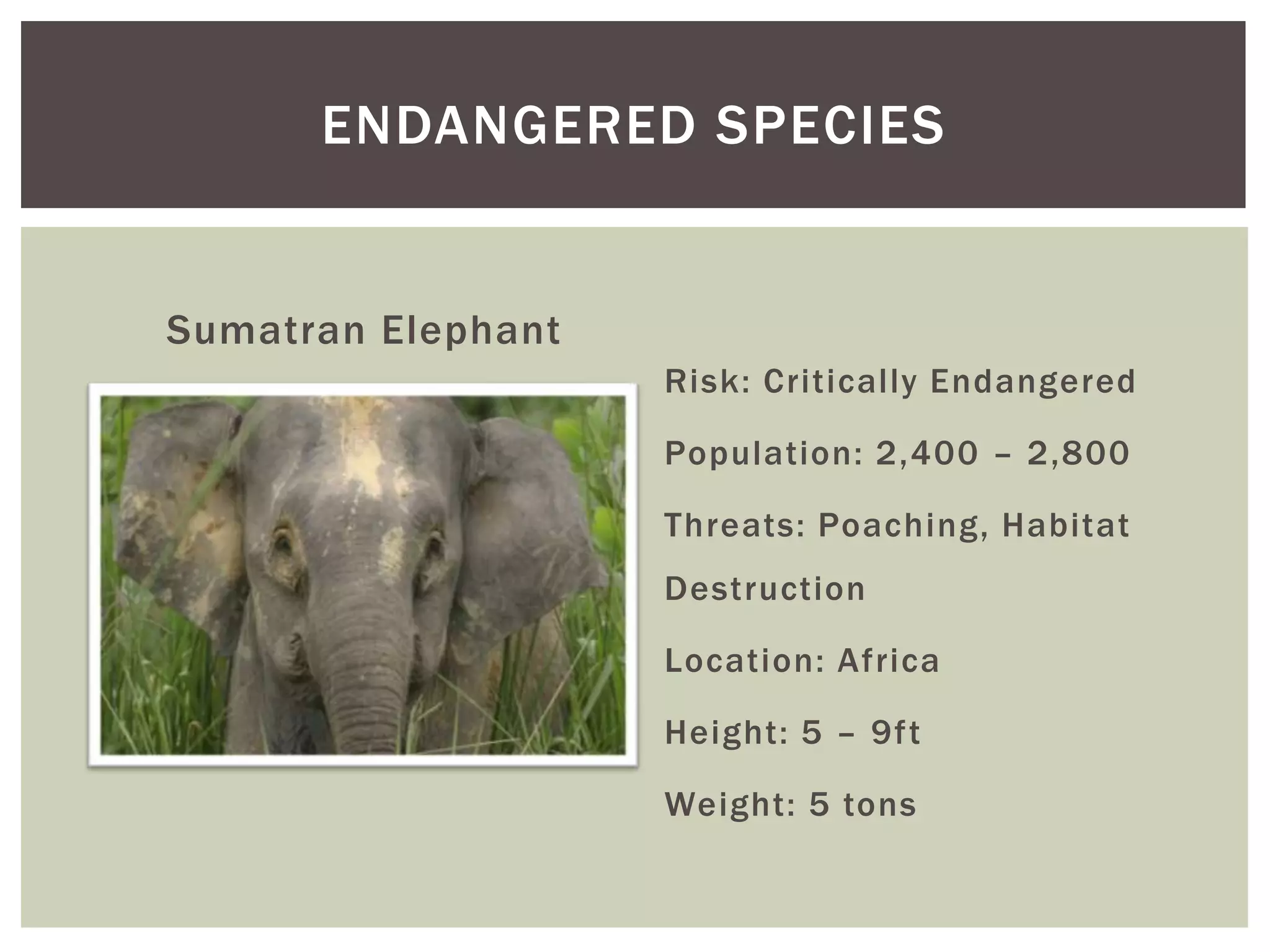 Endangered species | PPT