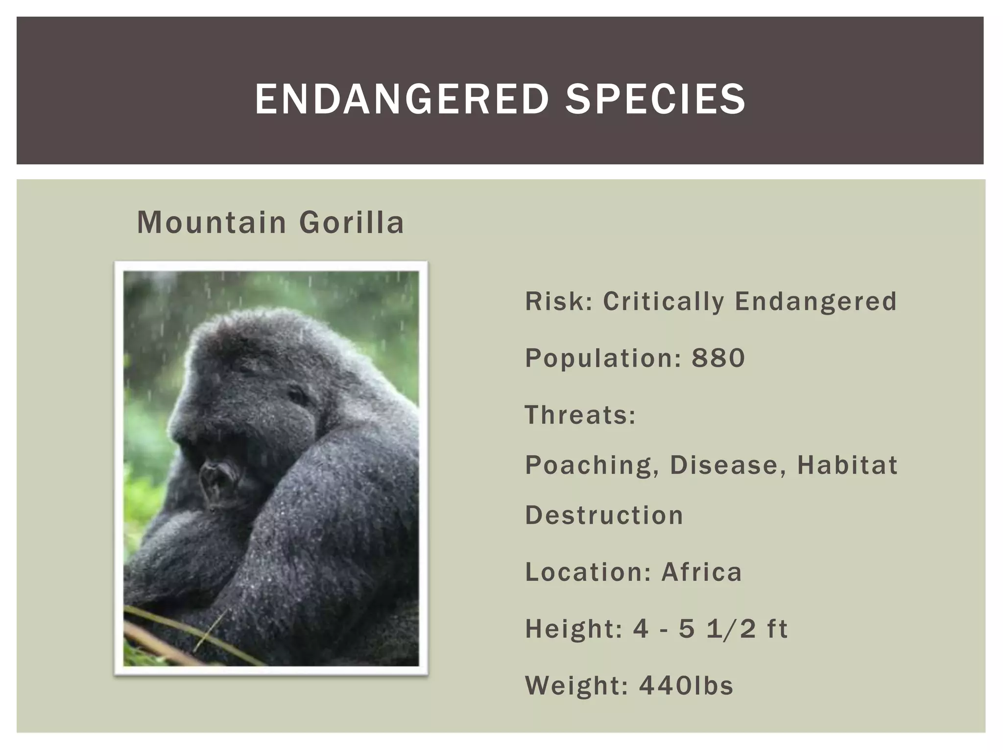 Endangered species | PPT
