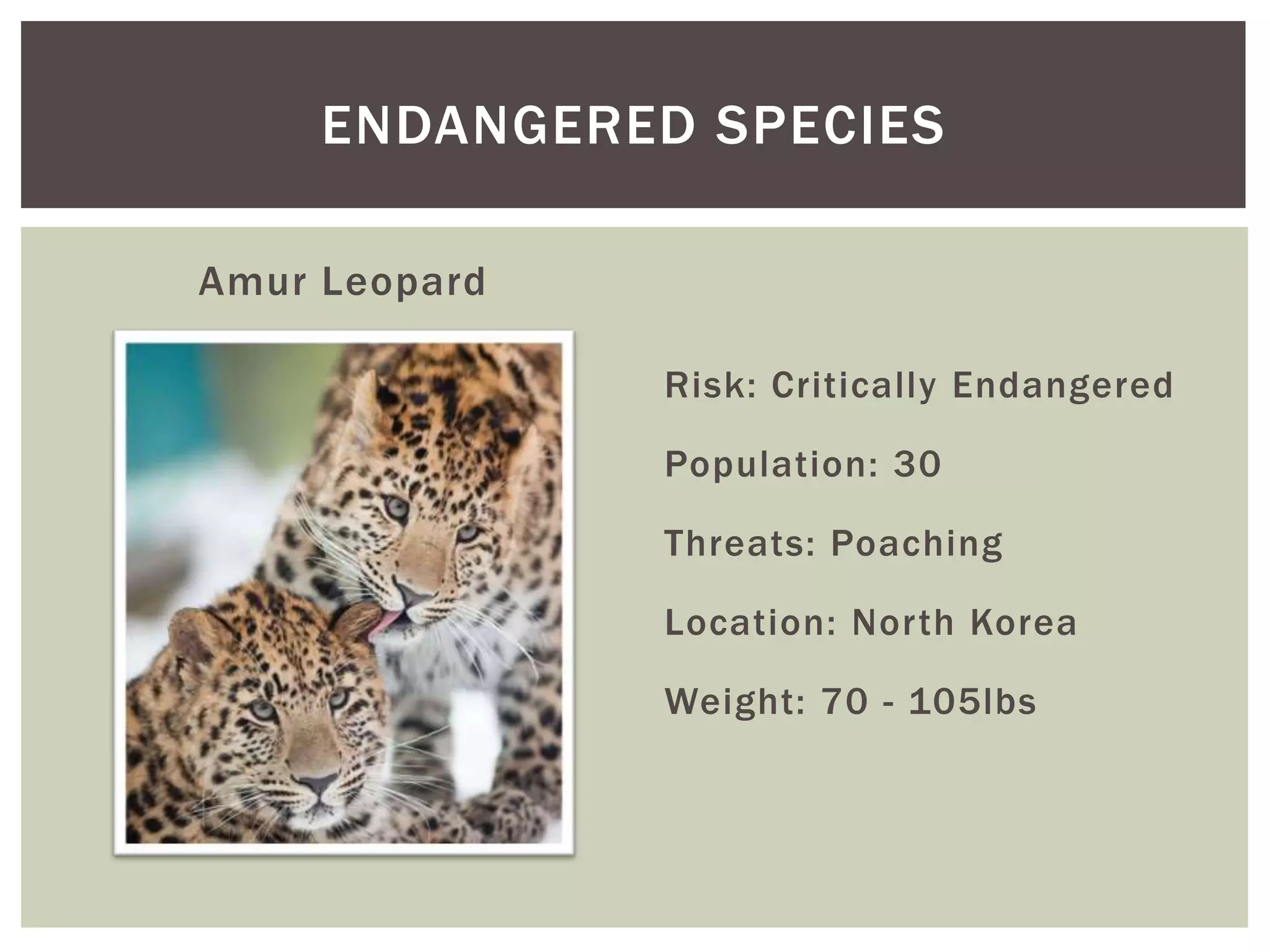 Endangered species | PPT