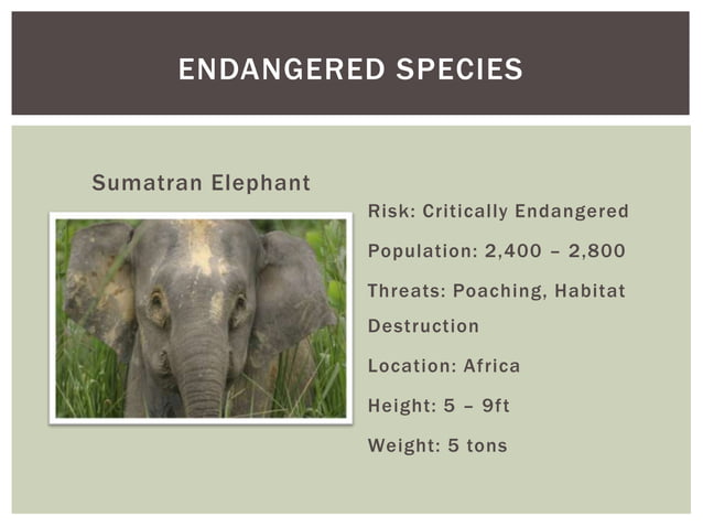 Endangered species | PPTX