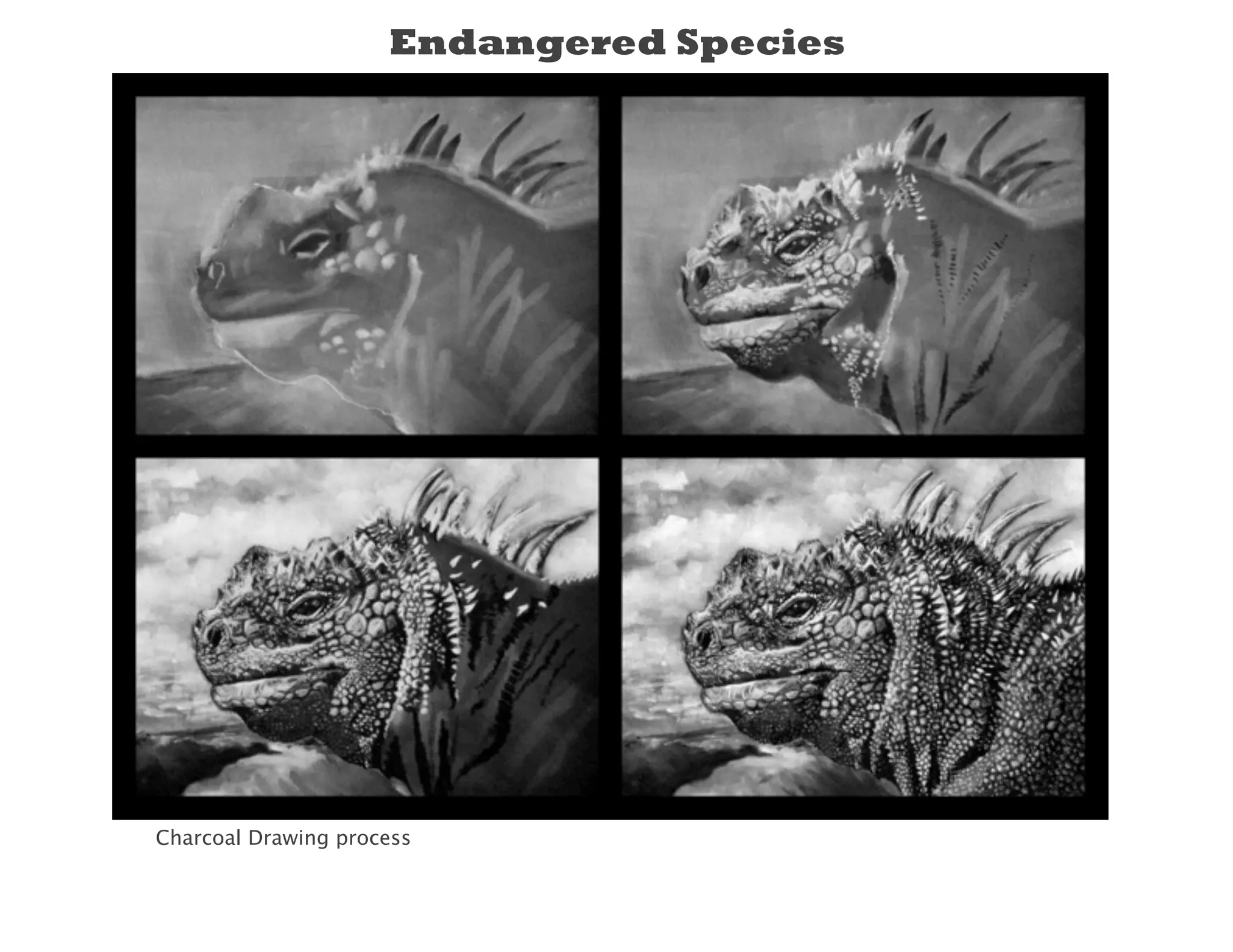 Endangered Species • Fine Art Drawings | PPT