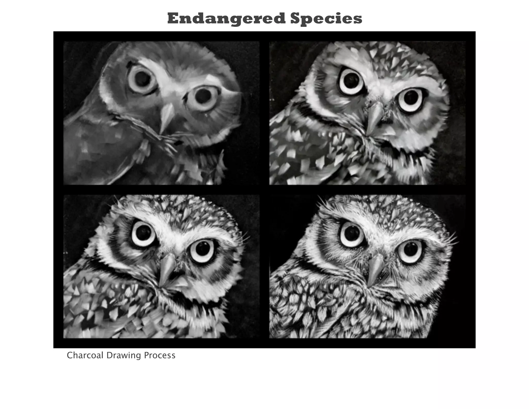Endangered Species • Fine Art Drawings | PPT