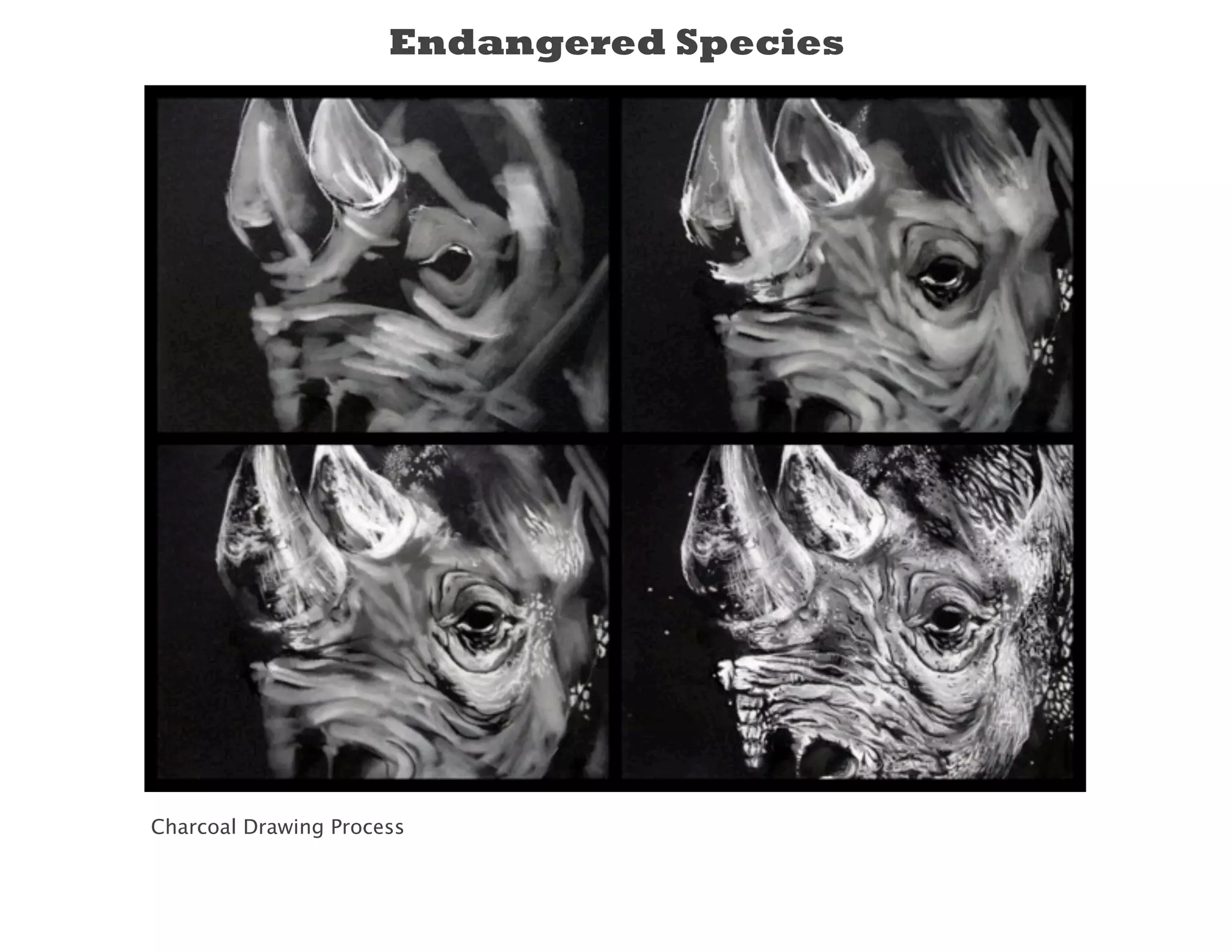 Endangered Species • Fine Art Drawings | PPT