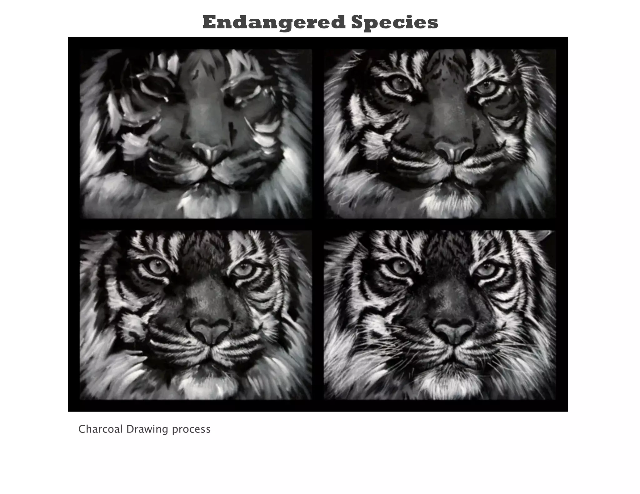 Endangered Species • Fine Art Drawings | PPT