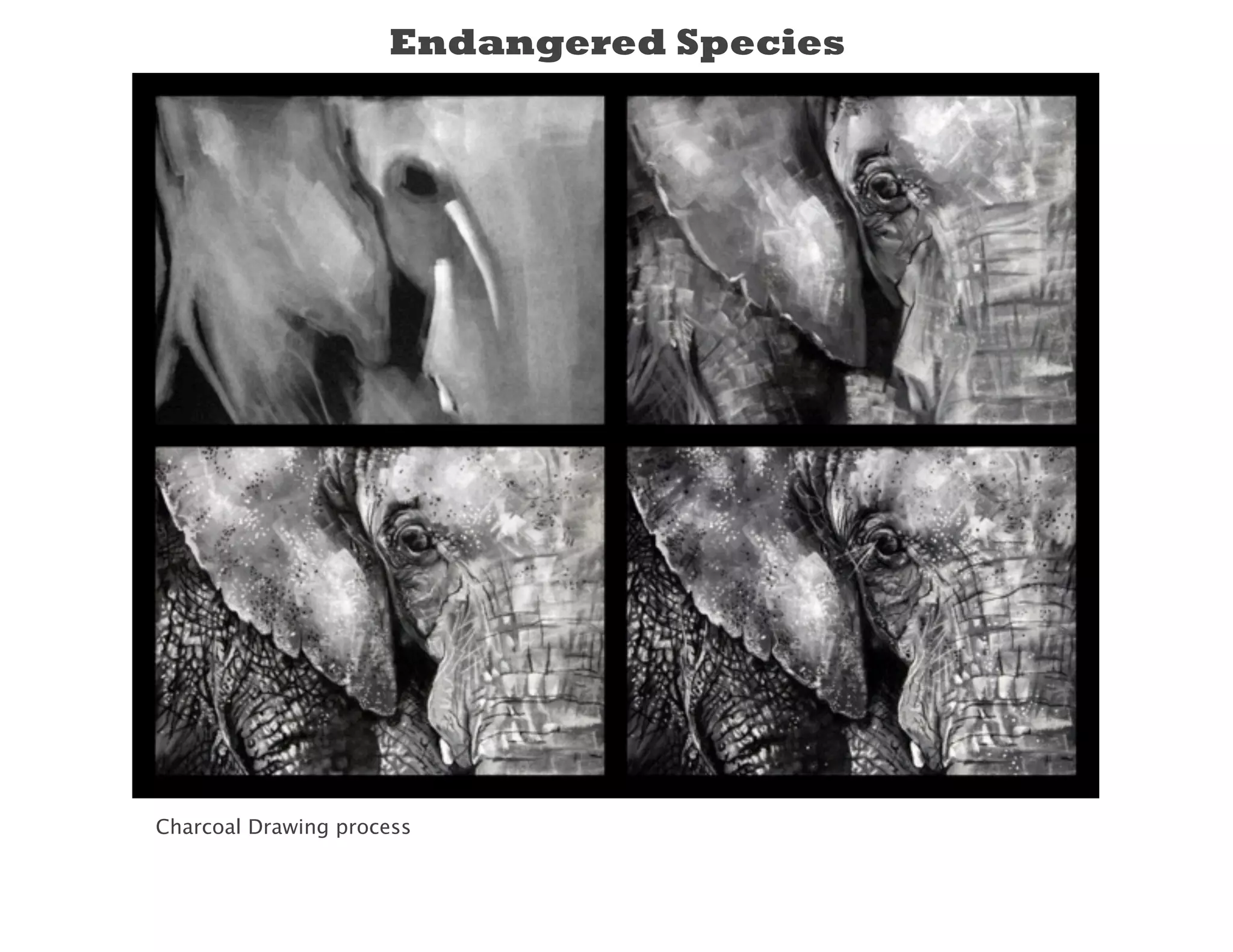 Endangered Species • Fine Art Drawings | PPT