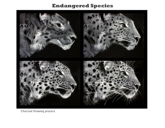 Endangered Species • Fine Art Drawings | PPT