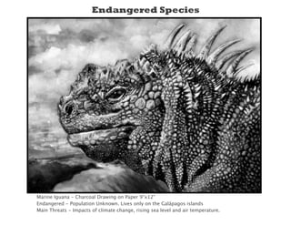 Endangered Species • Fine Art Drawings | PPT