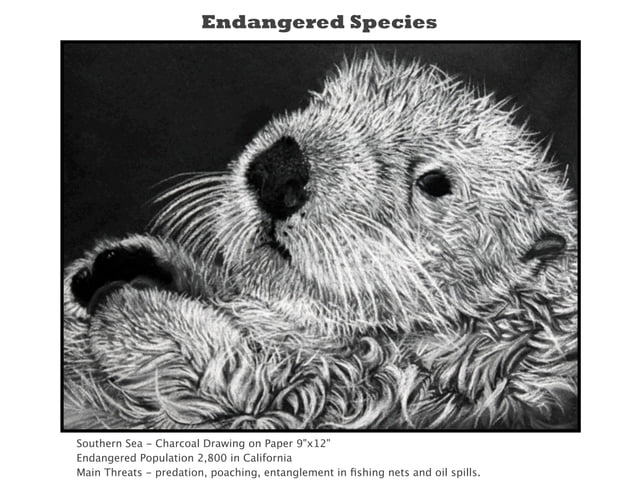 Endangered Species • Fine Art Drawings | PPT