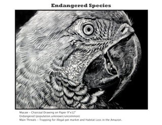 Endangered Species • Fine Art Drawings | PDF