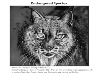 Endangered Species • Fine Art Drawings | PDF