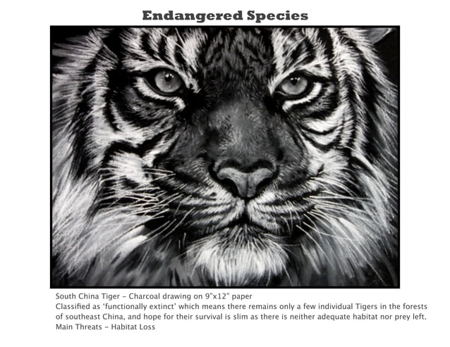 Endangered Species • Fine Art Drawings | PPT
