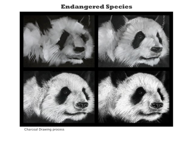 Endangered Species • Fine Art Drawings | PPT
