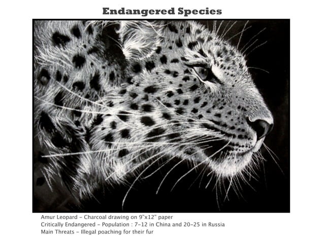Endangered Species • Fine Art Drawings | PPT