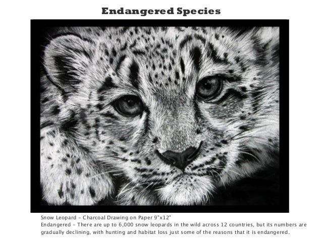 Endangered Species • Fine Art Drawings