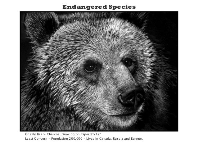 Endangered Species • Fine Art Drawings