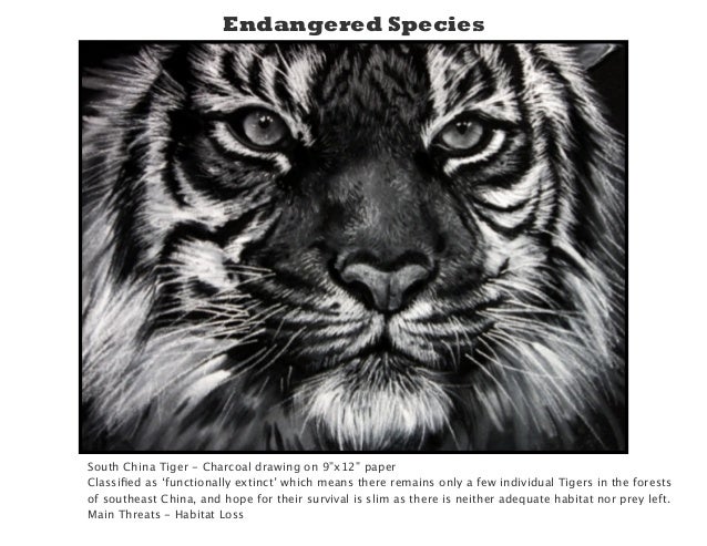 Endangered Species • Fine Art Drawings