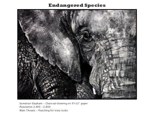 Endangered Species • Fine Art Drawings