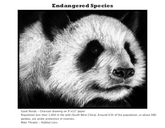 Endangered Species • Fine Art Drawings