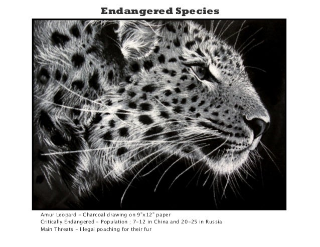 Endangered Species • Fine Art Drawings