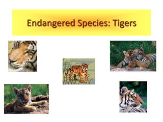 Endangered species | PPT